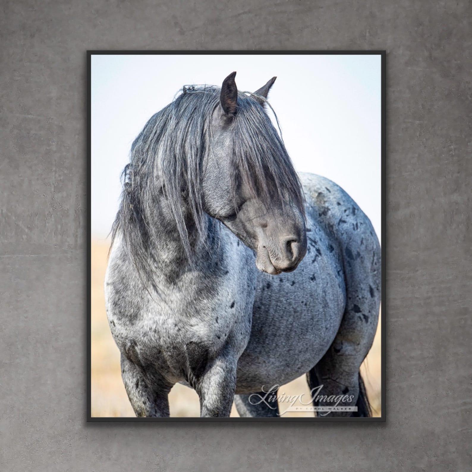 Wild Horse Photography Wild Blue Roan Stallion Blue Zeus Print - “blue ...