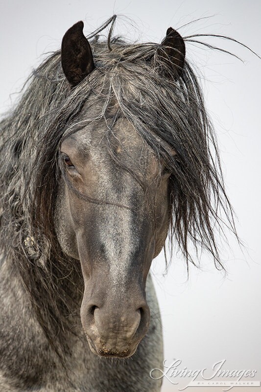 Wild Horse Photography Wild Blue Roan Stallion Blue Zeus Print - “wild ...