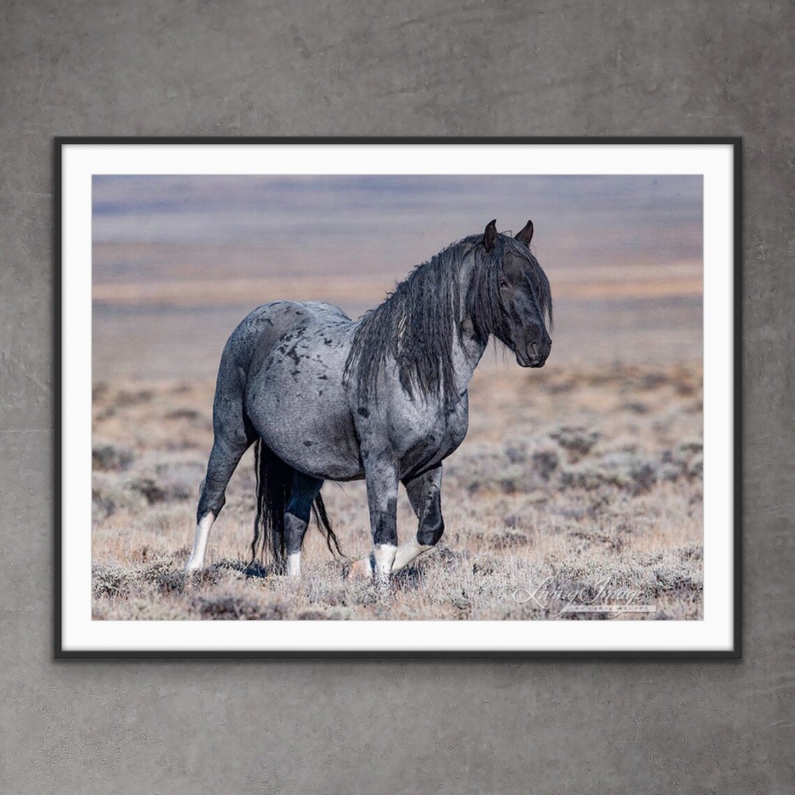 Wild Horse Photography Wild Blue Roan Stallion Blue Zeus Print - "blue ...