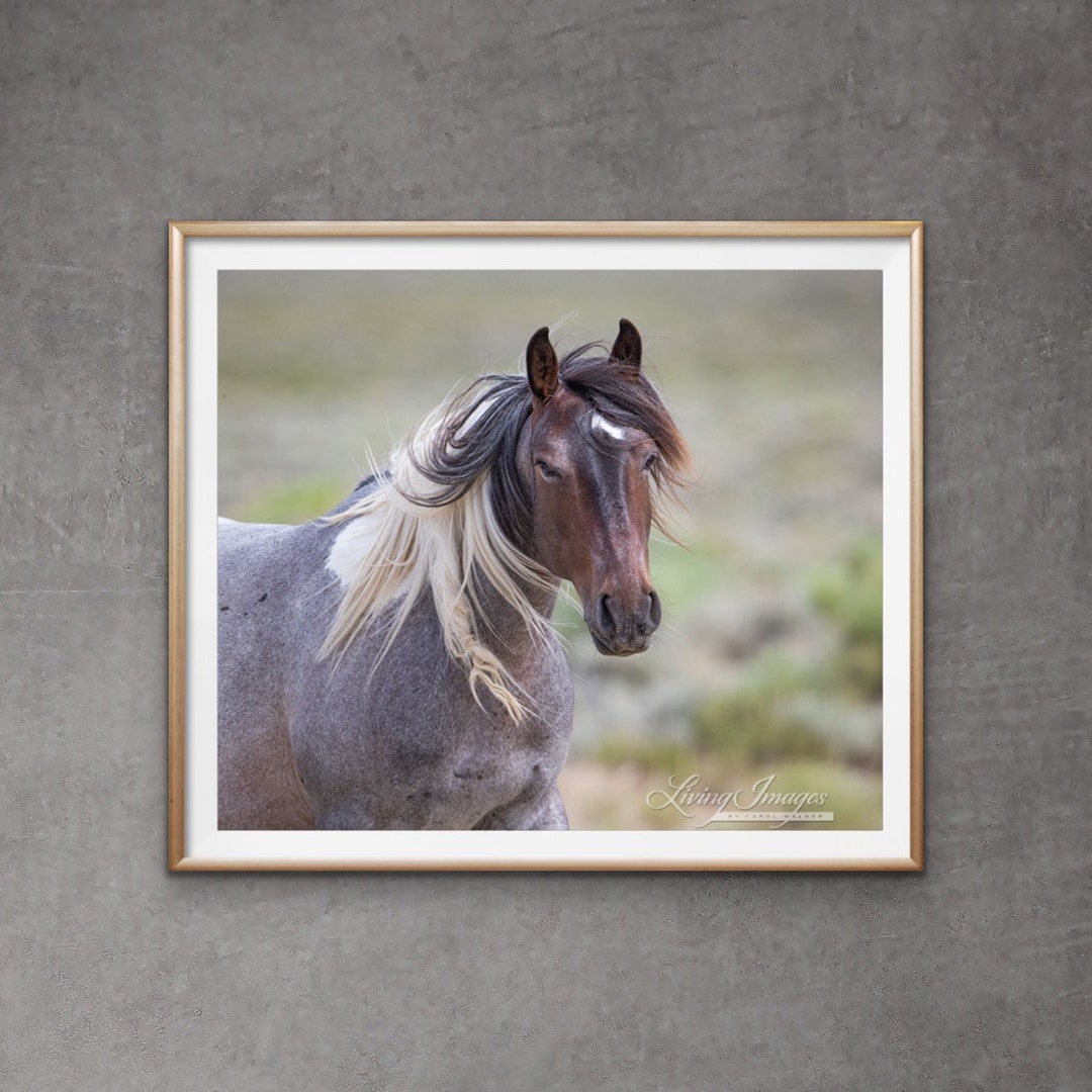 Wild Horse Photography Wild Pinto Roan Mare - “wild Mare Comes Close ...