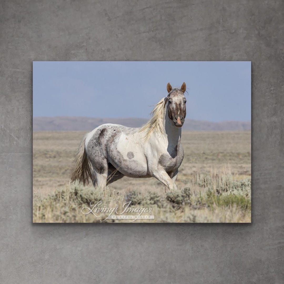 Wild Horse Photography Wild Pintaloosa Stallion Horse Print - “wild ...