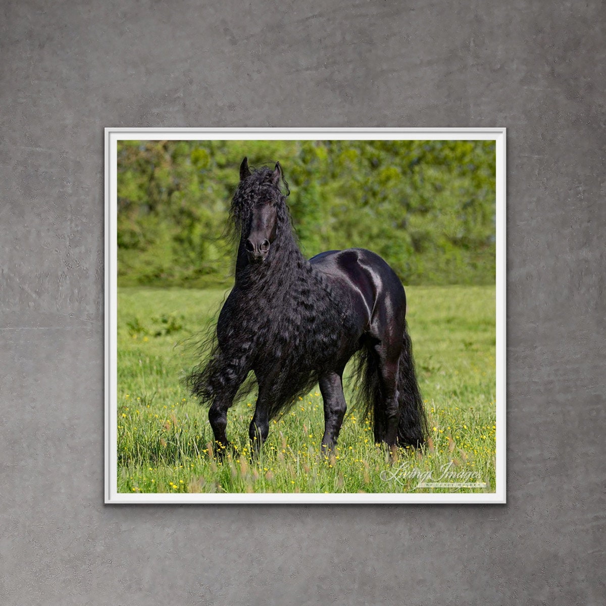 Horse Photography Black Friesian Stallion Print -“black Friesian Runs ...