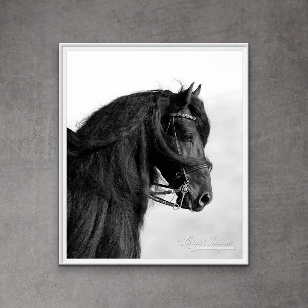 Horse Photography Friesian Horse Print - "the Friesian's Mane" - Etsy
