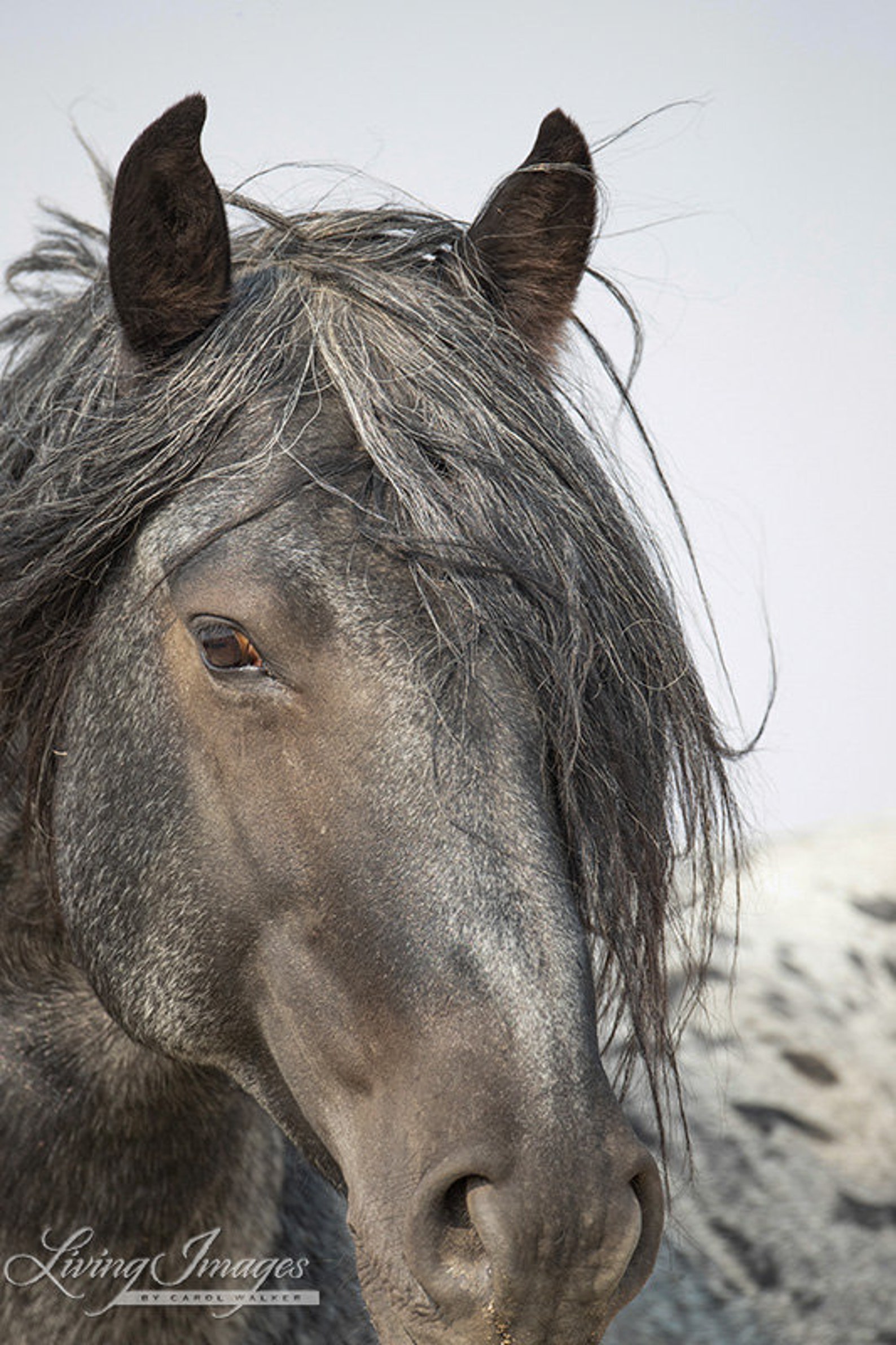 Wild Horse Photography Wild Blue Roan Stallion Blue Zeus Print - “wild ...