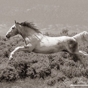 Wild Horse Photography Wild Gray Pinto Stallion Print - “willie Nelson ...