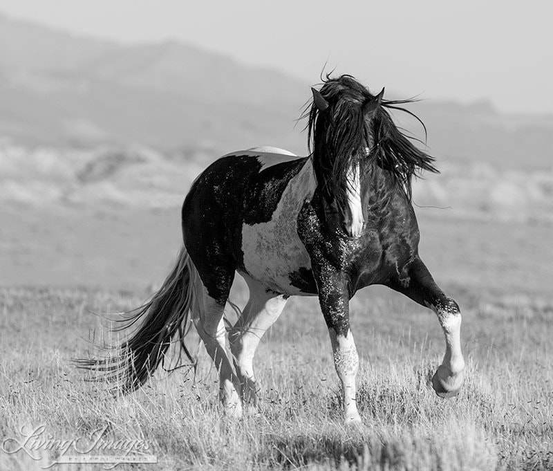 Wild Horse Photography Wild Stallion Washakie Print - “washakie’s Dance ...
