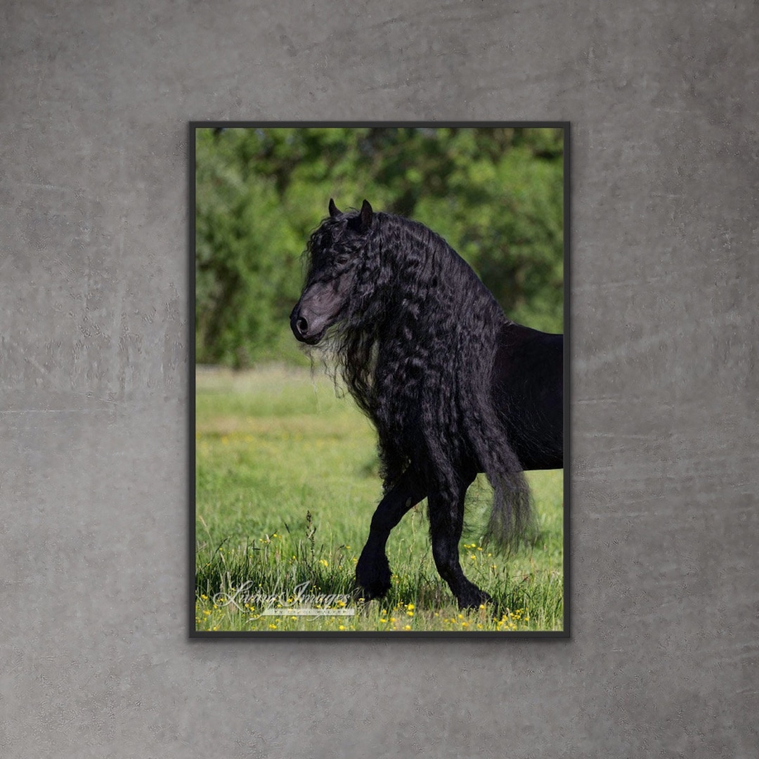 Horse Photography Black Friesian Stallion Print - “black Friesian's ...
