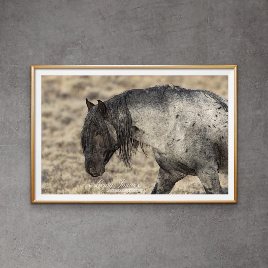 Wild Horse Photography Wild Blue Roan Blue Zeus Print - “portrait of a ...