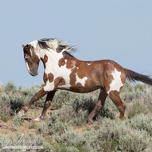 Wild Horse Photography Wild Pinto Stallion Picasso Print - “picasso ...
