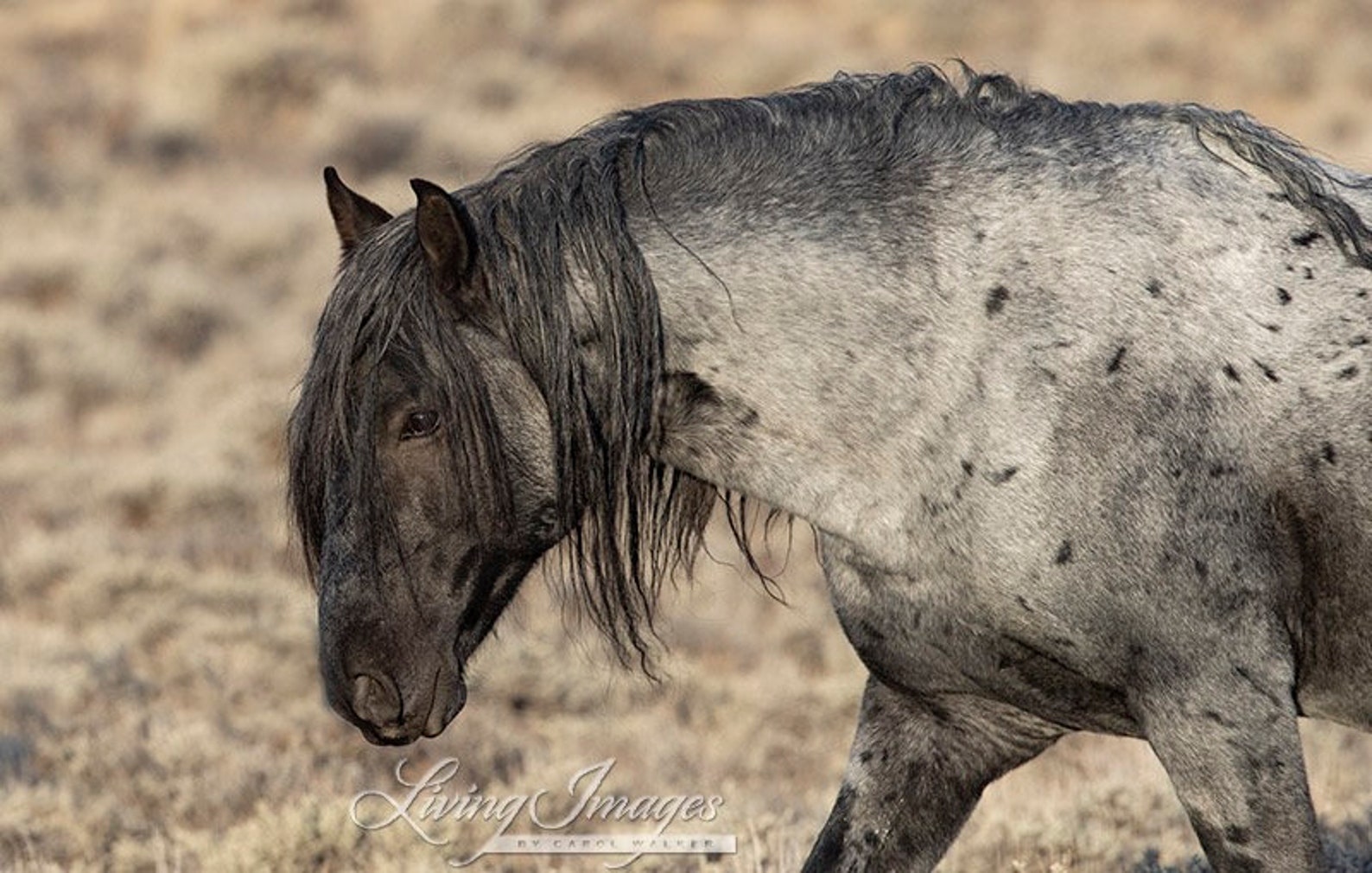 Wild Horse Photography Wild Blue Roan Blue Zeus Print - “portrait of a ...