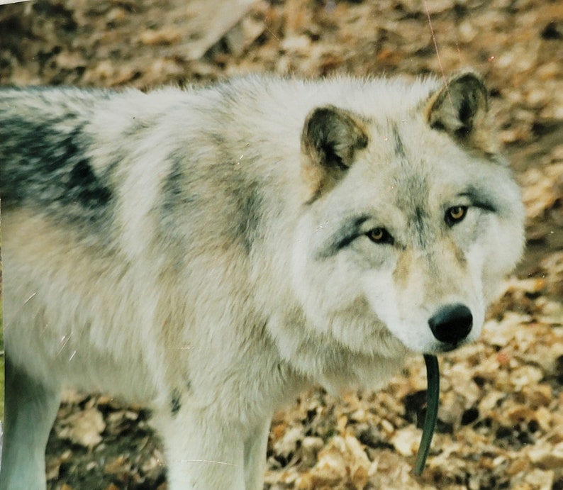 MOUNTAIN SYMPHONY Wolf Totem, Howling Wolf Art Print , Animal Native ...