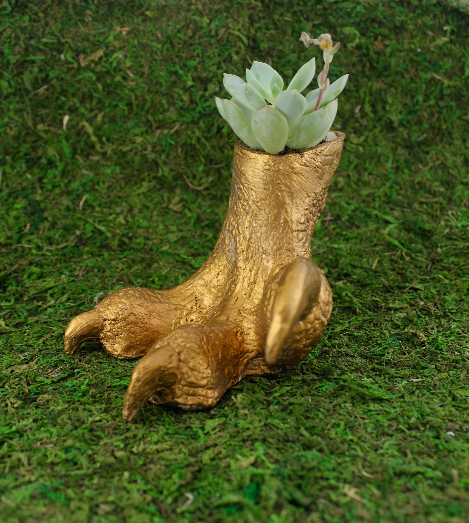 Gold Raptor Foot Planter | Etsy