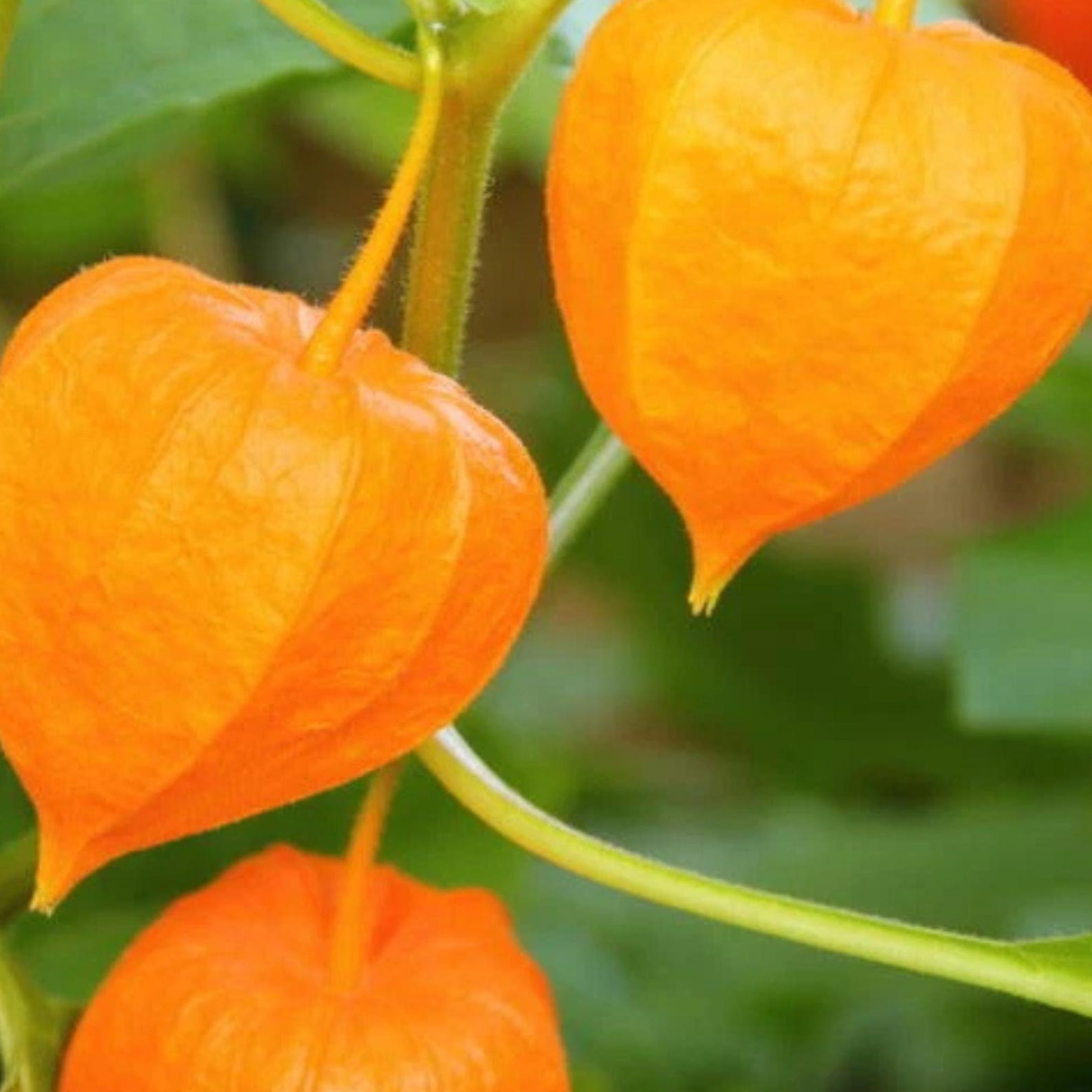Cape Gooseberry Seeds 100 | Ground Cherry | Heirloom Fruit Plant - Etsy