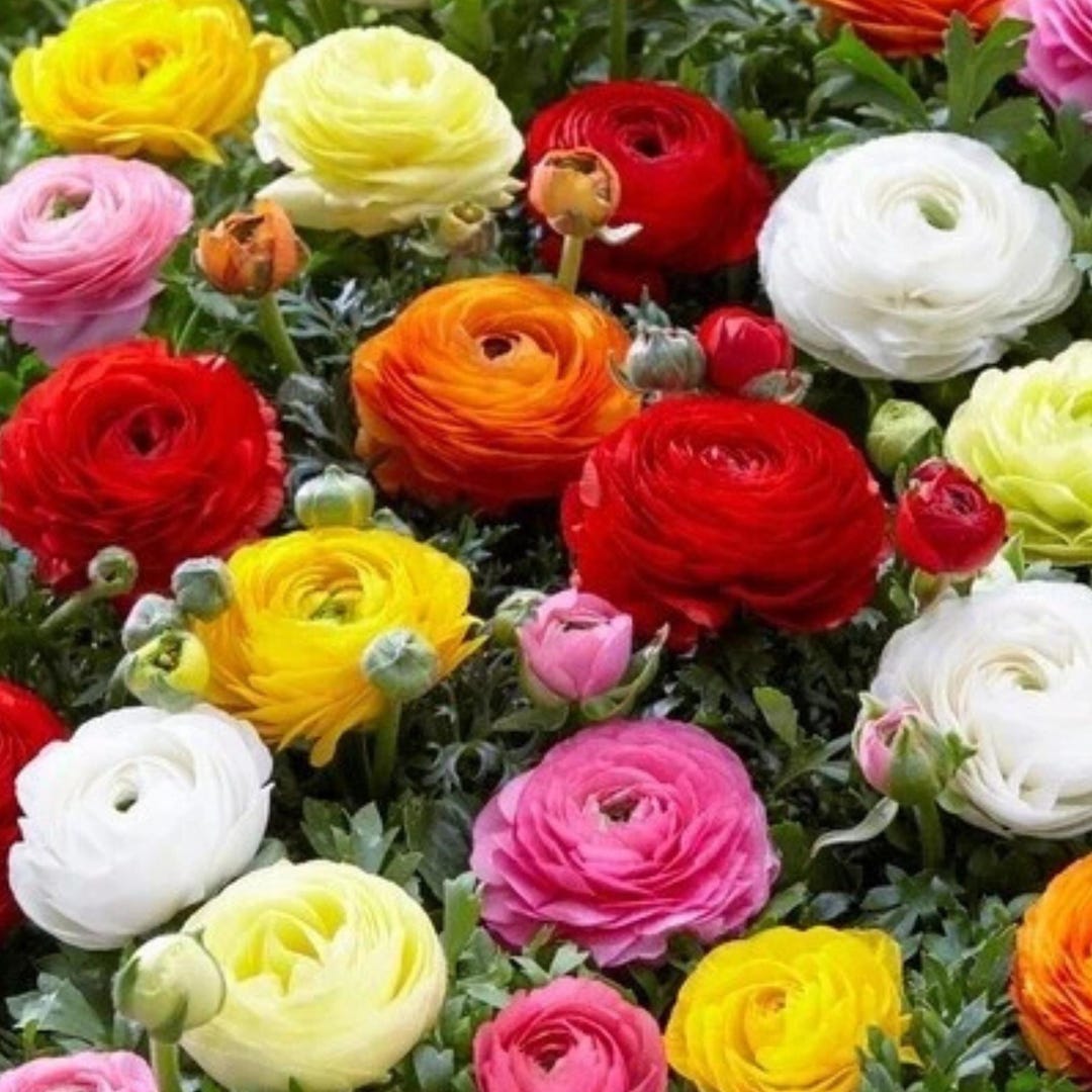 Mixed Ranunculus Seeds 100 | Double Bloom Spring - Etsy