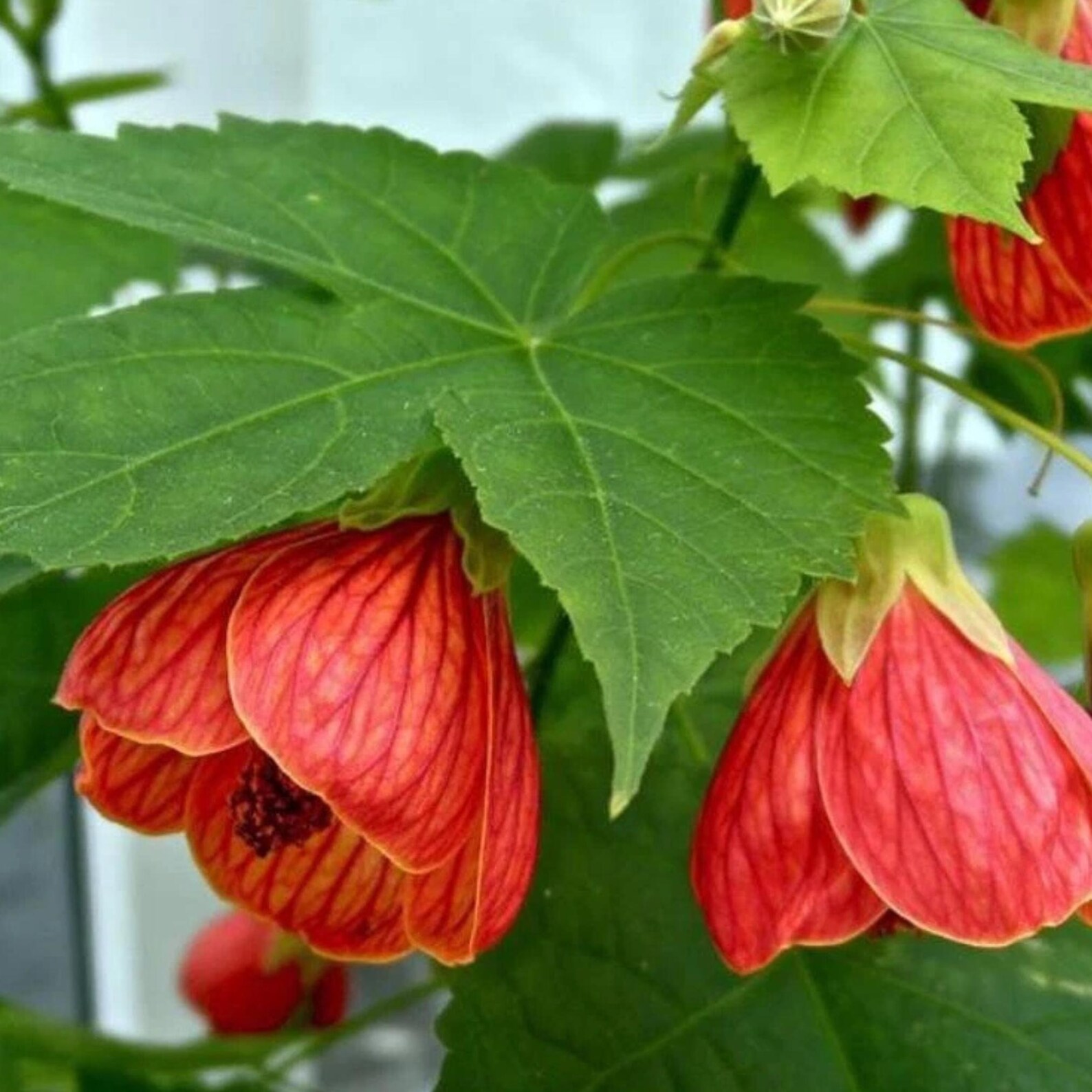 Abutilon Bellevue Mix Seeds 20 | Flowering Maple Plant - Etsy