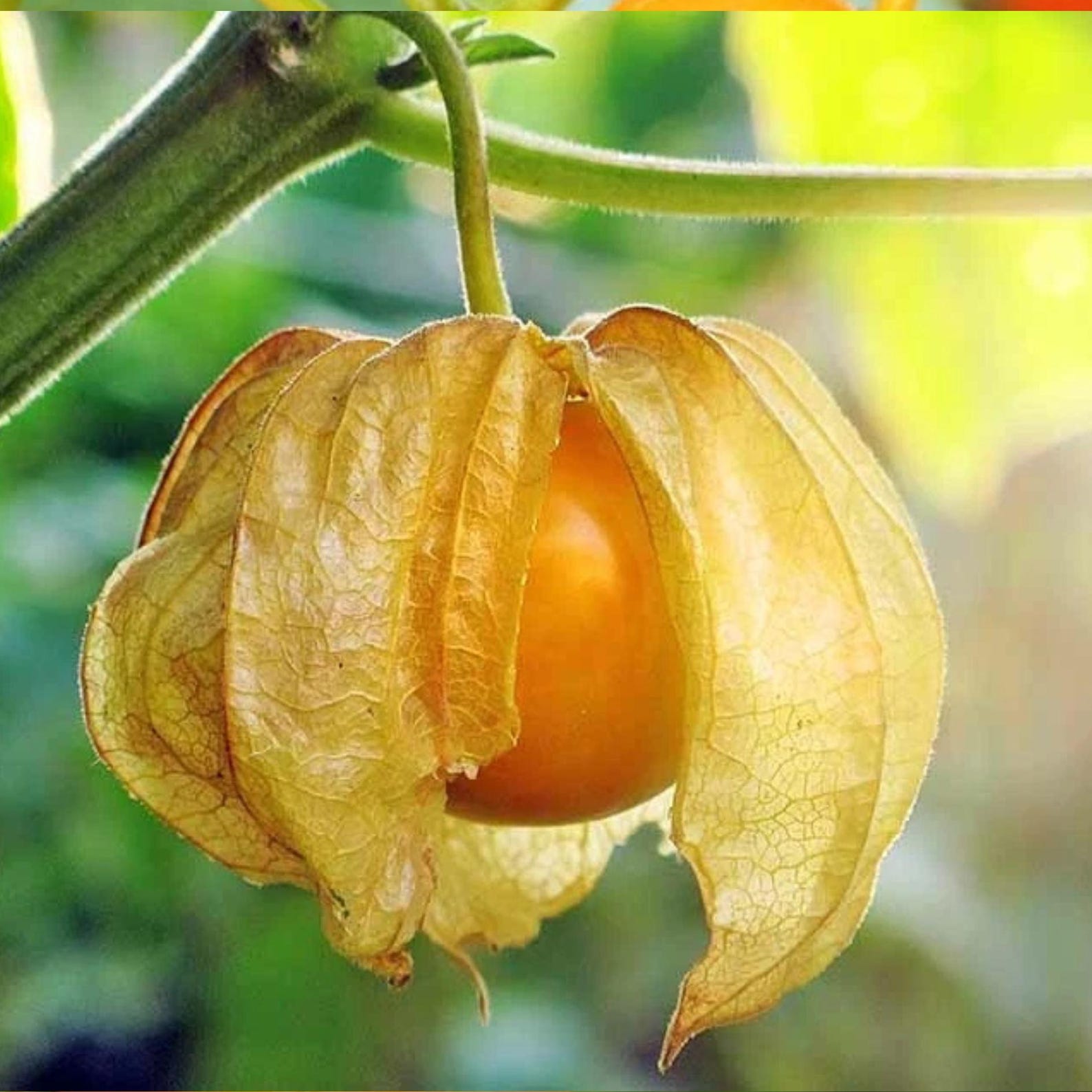 Cape Gooseberry Seeds 100 | Ground Cherry | Heirloom Fruit Plant - Etsy