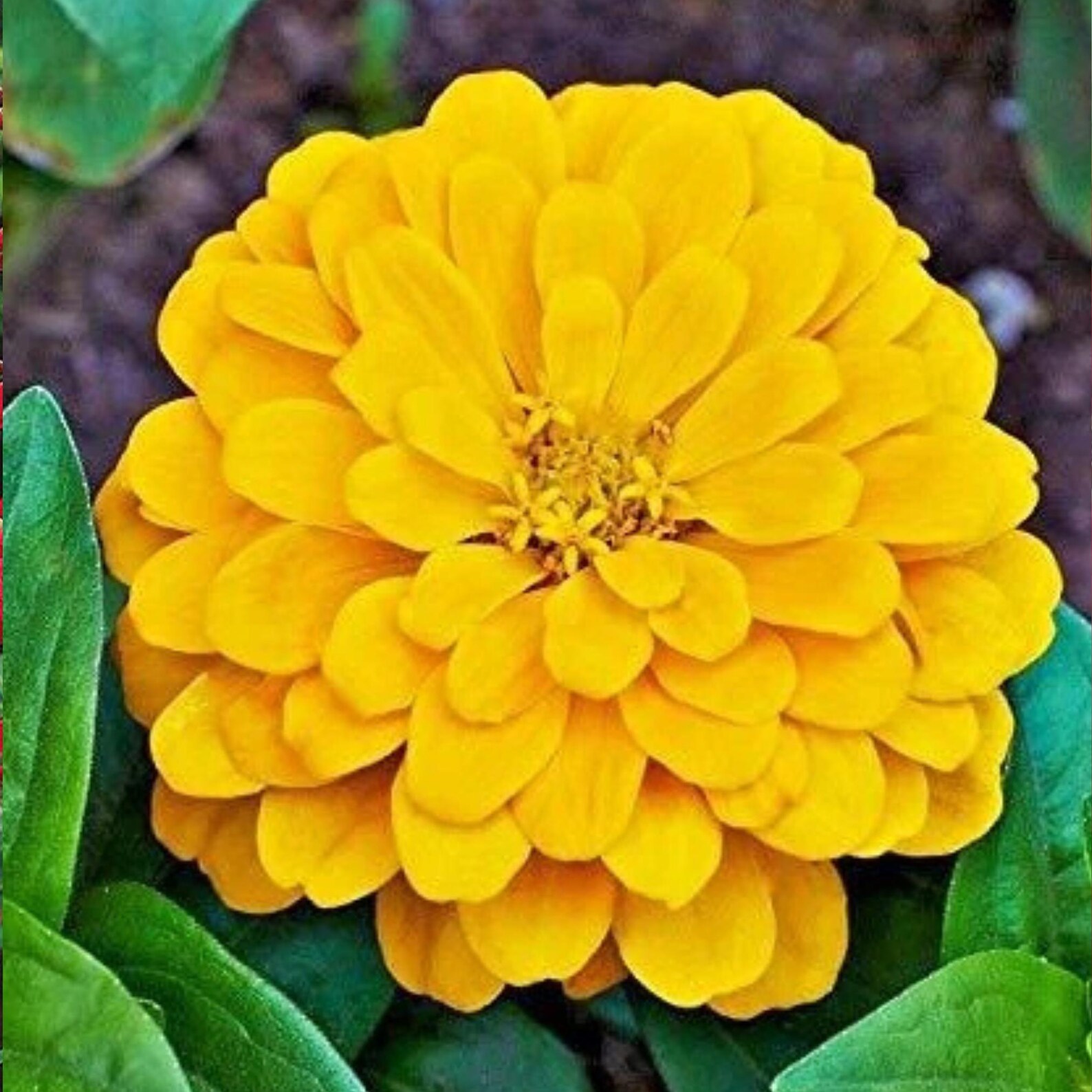 50 Canary Bird Zinnia Seeds – Giant Yellow Flowers, Heirloom Non-gmo ...