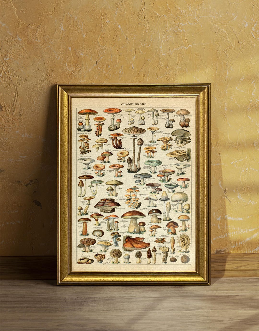 Vintage Framed Mushroom Poster Mushroom Diagram Fungus Poster Mushroom ...