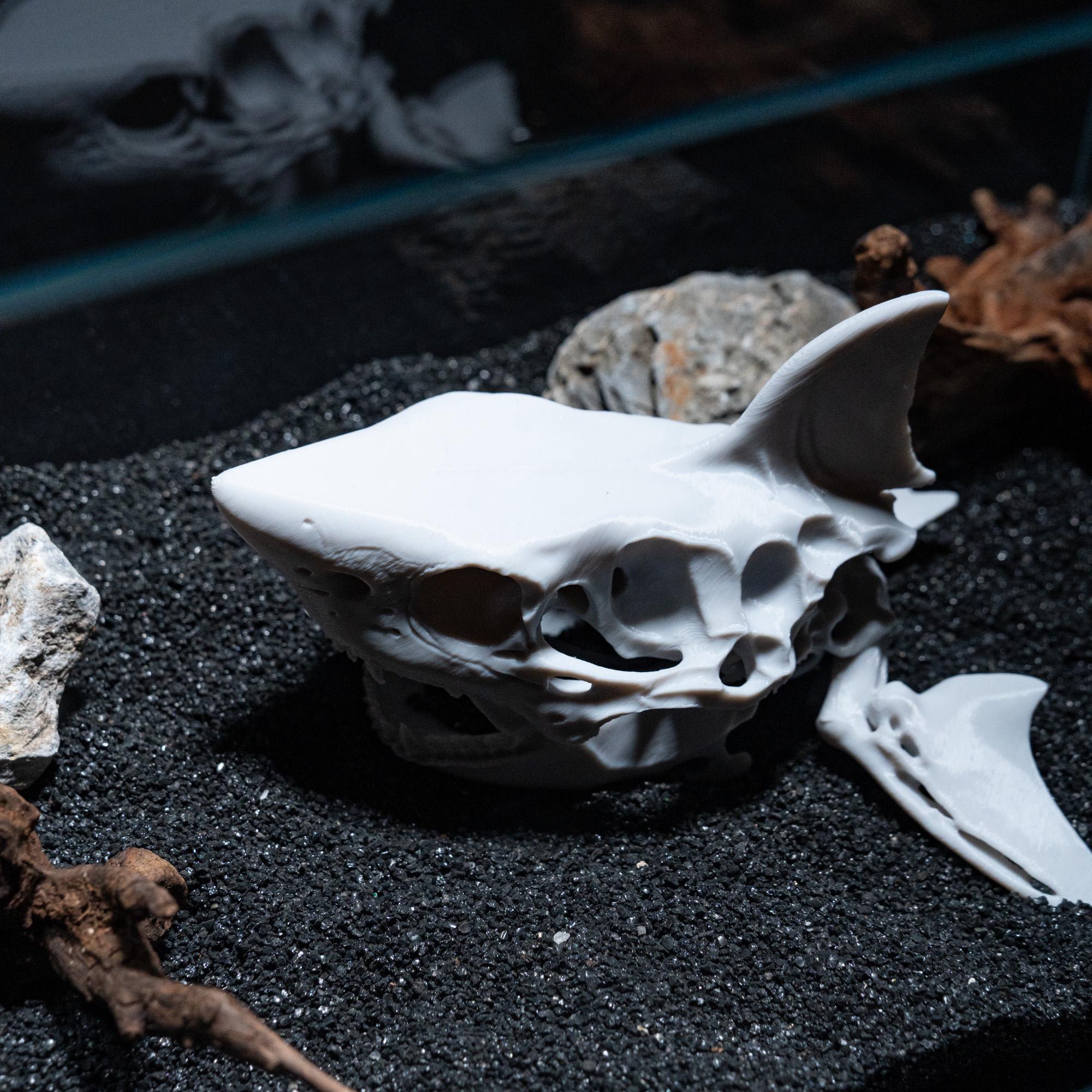 Shark Skull Aquarium Decor 3D Printed Fossil Cave Hideout Fish Tank ...
