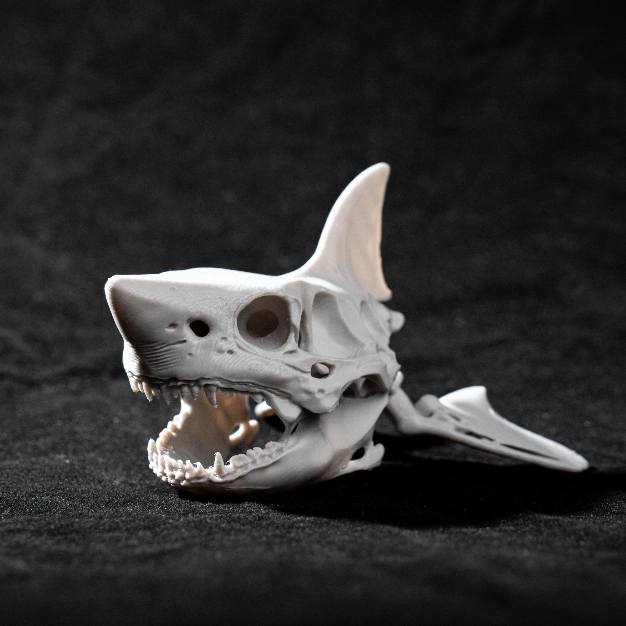 Shark Skull Aquarium Decor 3D Printed Fossil Cave Hideout Fish Tank ...