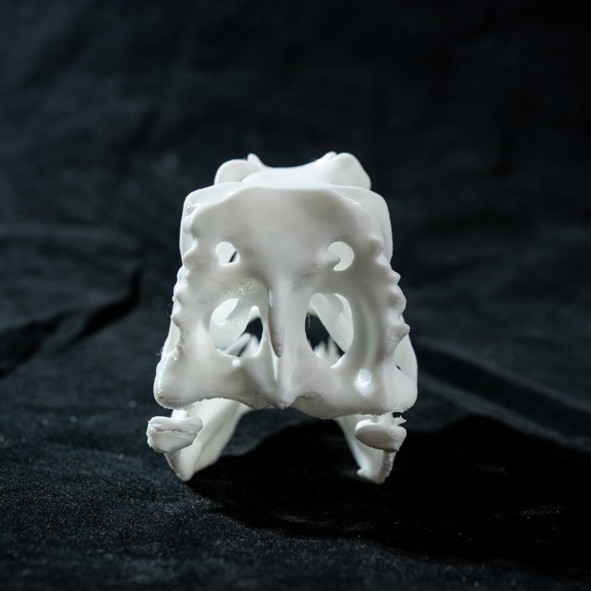 Dinosaur Skull Aquarium Hideout – Fossil Inspired Fish Tank Shelter 3D ...