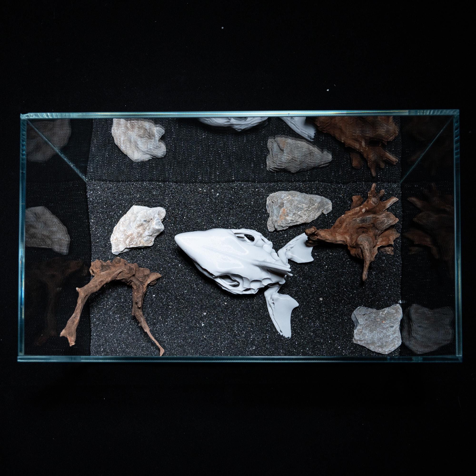 Shark Skull Aquarium Decor 3D Printed Fossil Cave Hideout Fish Tank ...