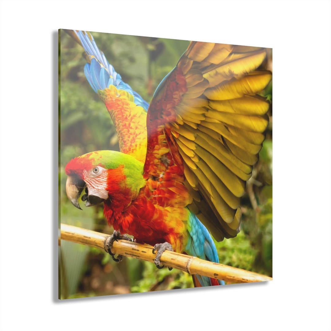 Red-fronted Macaw With Raised Wings 12x12 Acrylic Prints (french Cleat ...