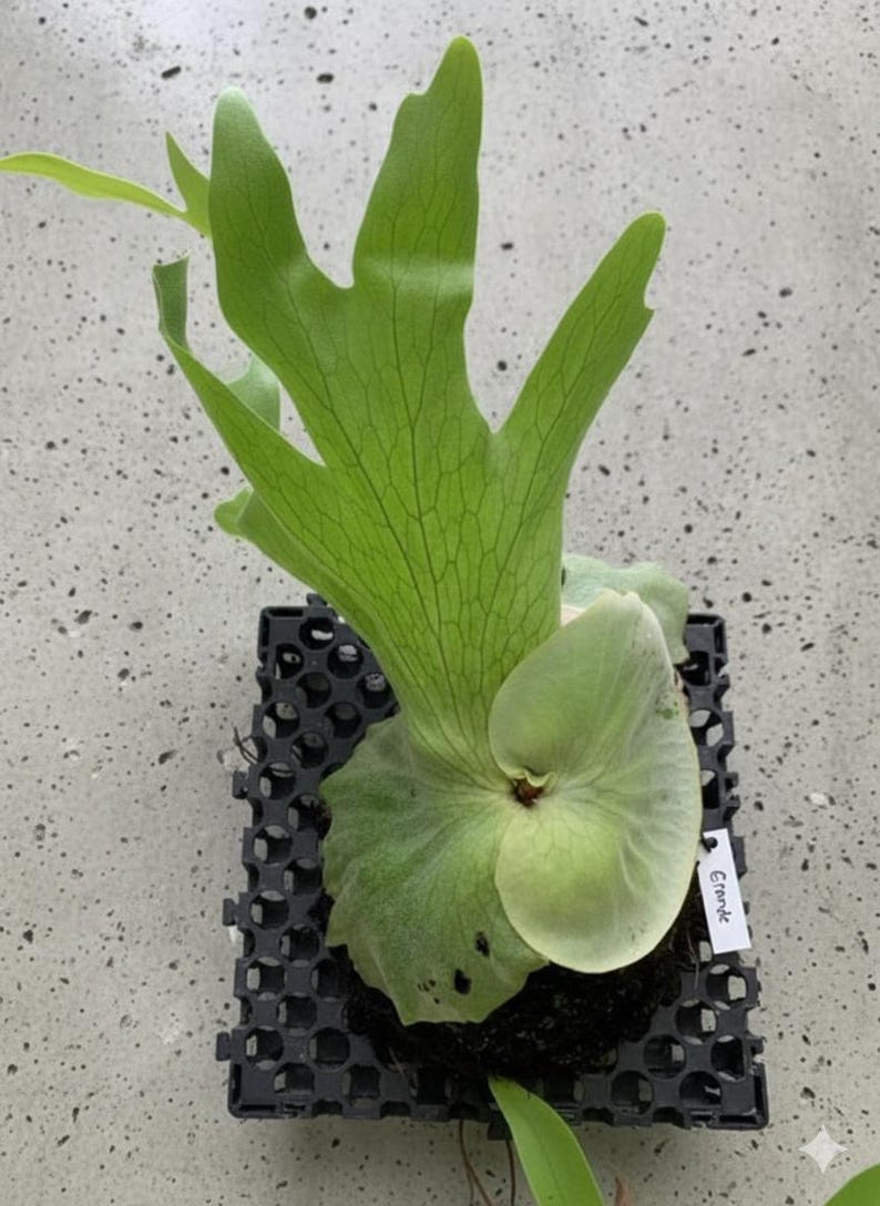 Platycerium Grande – Rare Staghorn Fern Tropical – Rare Snake Succulent ...