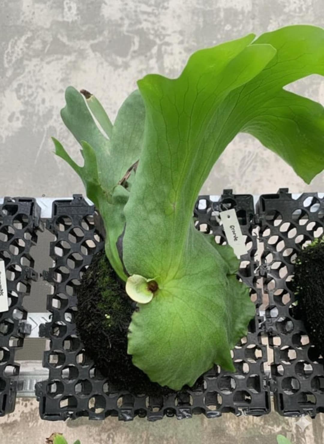 Platycerium Grande – Rare Staghorn Fern Tropical – Rare Snake Succulent ...