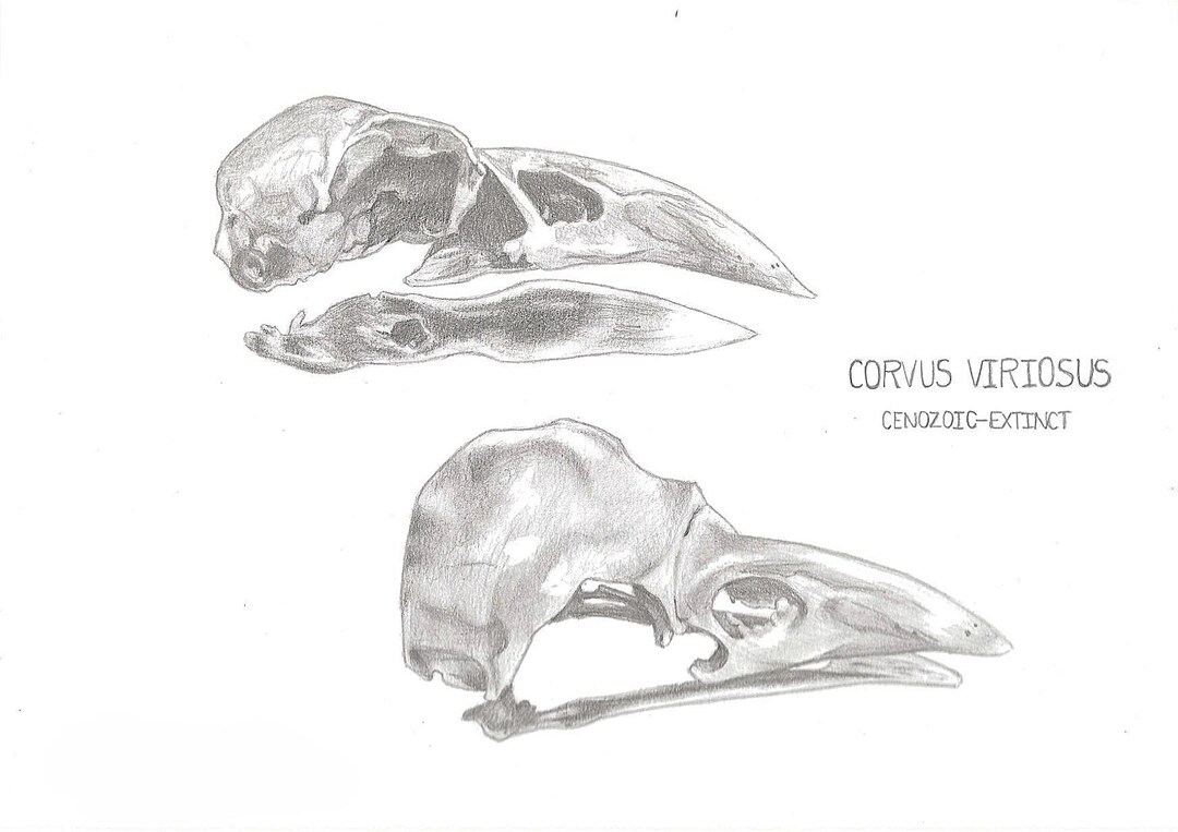 DIGITAL PRINT Drawing "corvus Viriosus" - Etsy