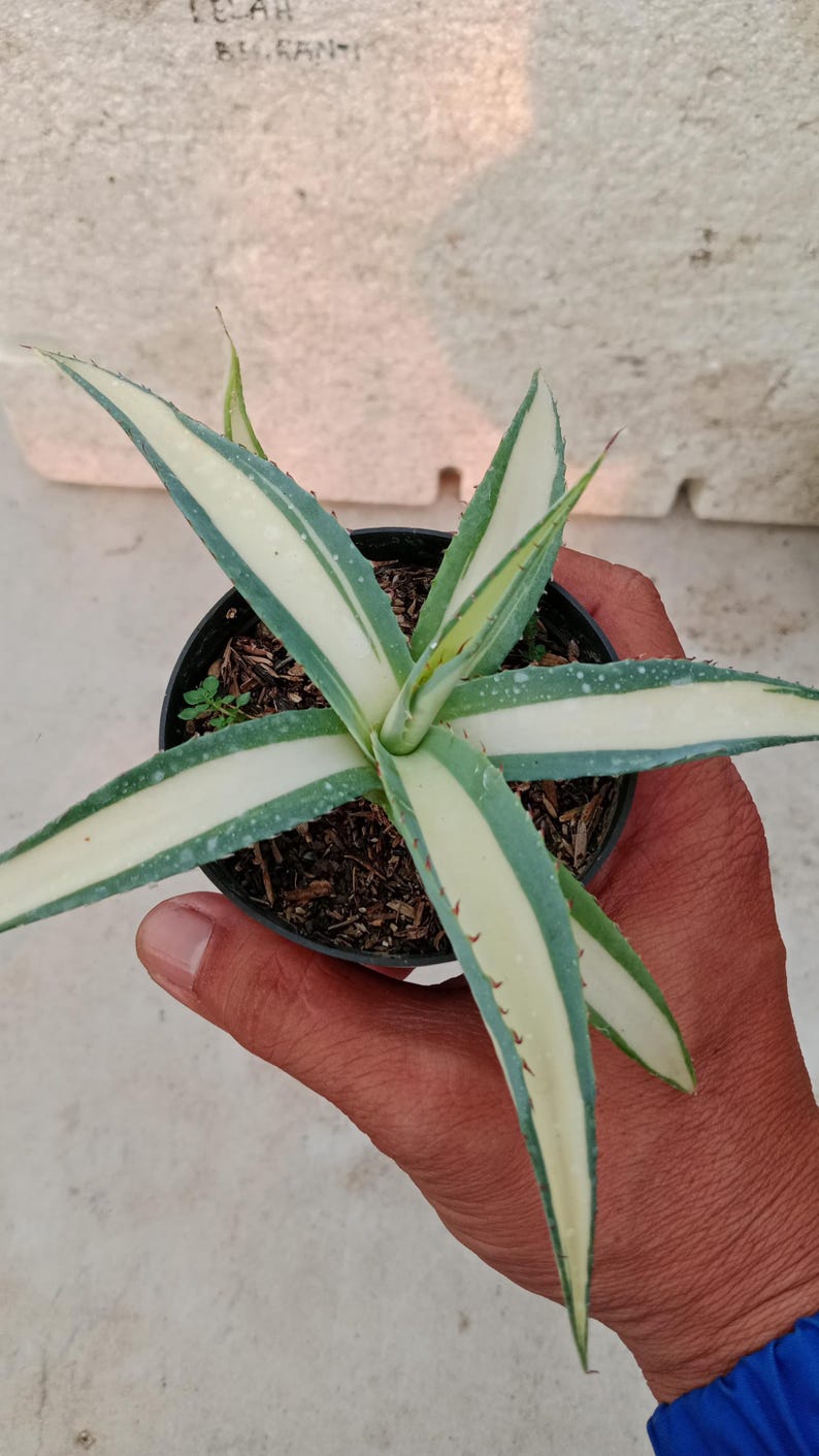 Sansevieria Agave Guingola Mediopicta Rare Uniqe Plant Indoor & Outdoor ...