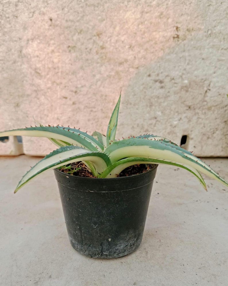 Sansevieria Agave Guingola Mediopicta Rare Uniqe Plant Indoor & Outdoor ...