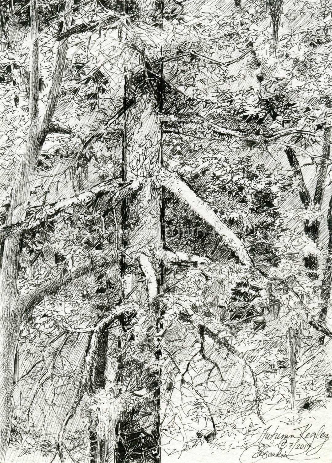 Cascadia Treetops - Original Pen & Ink Drawing - Archivally Matted and ...