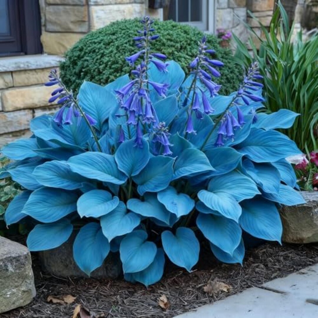 280+ Blue Hosta Seeds – Heirloom Non-gmo Perennial Shade Garden Plants ...