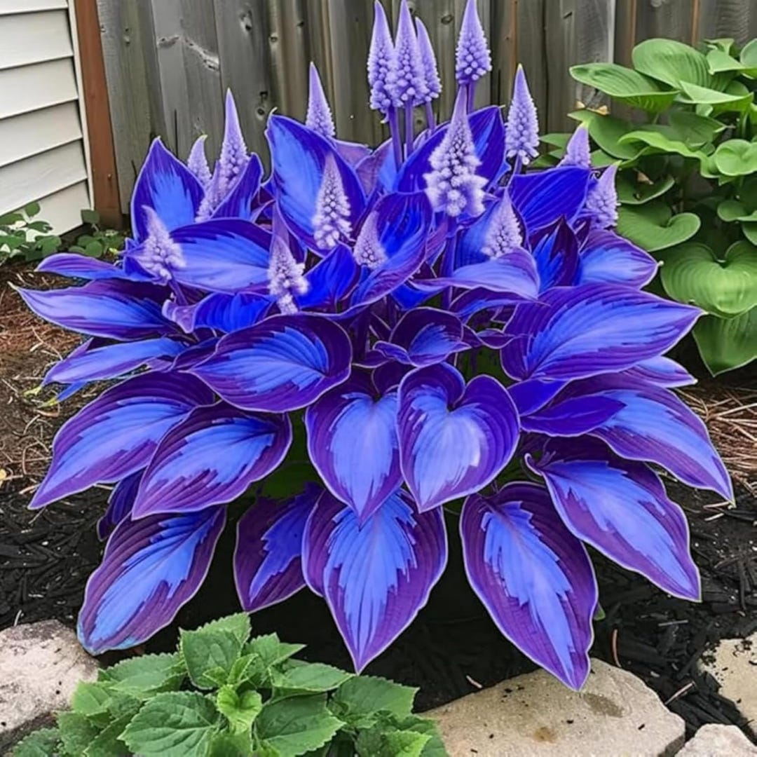 200+ Perennial Hosta Flower Seeds for Outdoor Garden Planting - Etsy