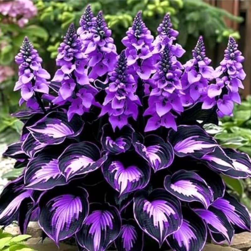 Purple Hosta Plant - Etsy
