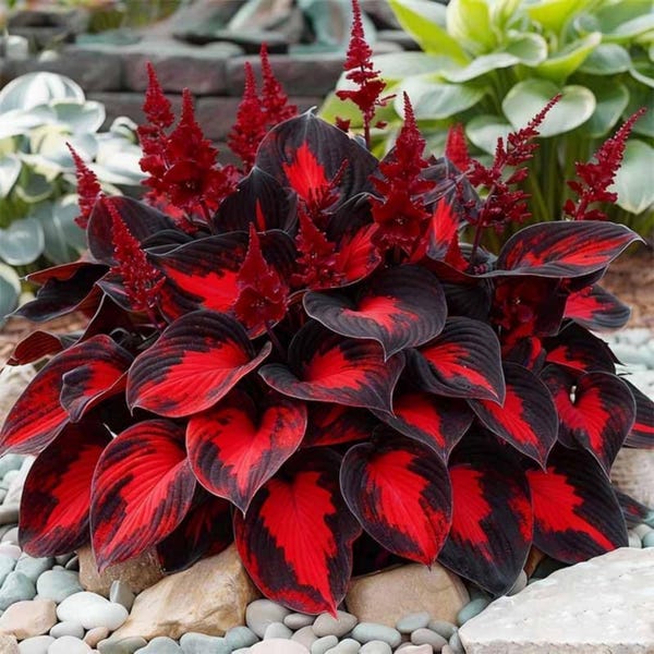 Black and Red Hosta Plants - Etsy