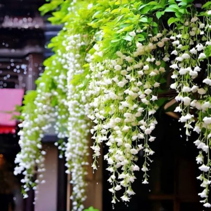 Trailing Jasmine Plants - Etsy