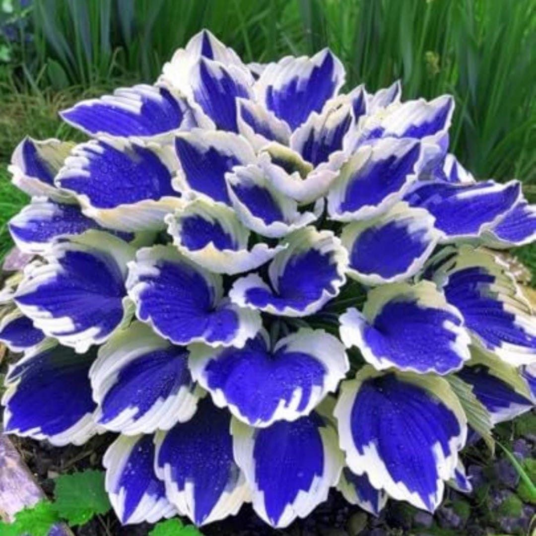 200+ Hosta Seeds Heart-shaped Perennial Shade Foliage - Etsy