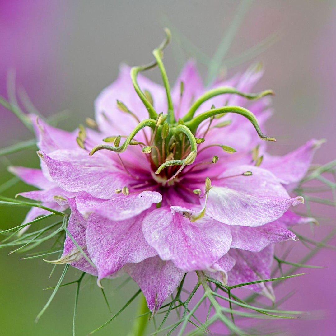 Love in a Mist Flower Seeds | Nigella Damascena, Mixed Colors - Etsy