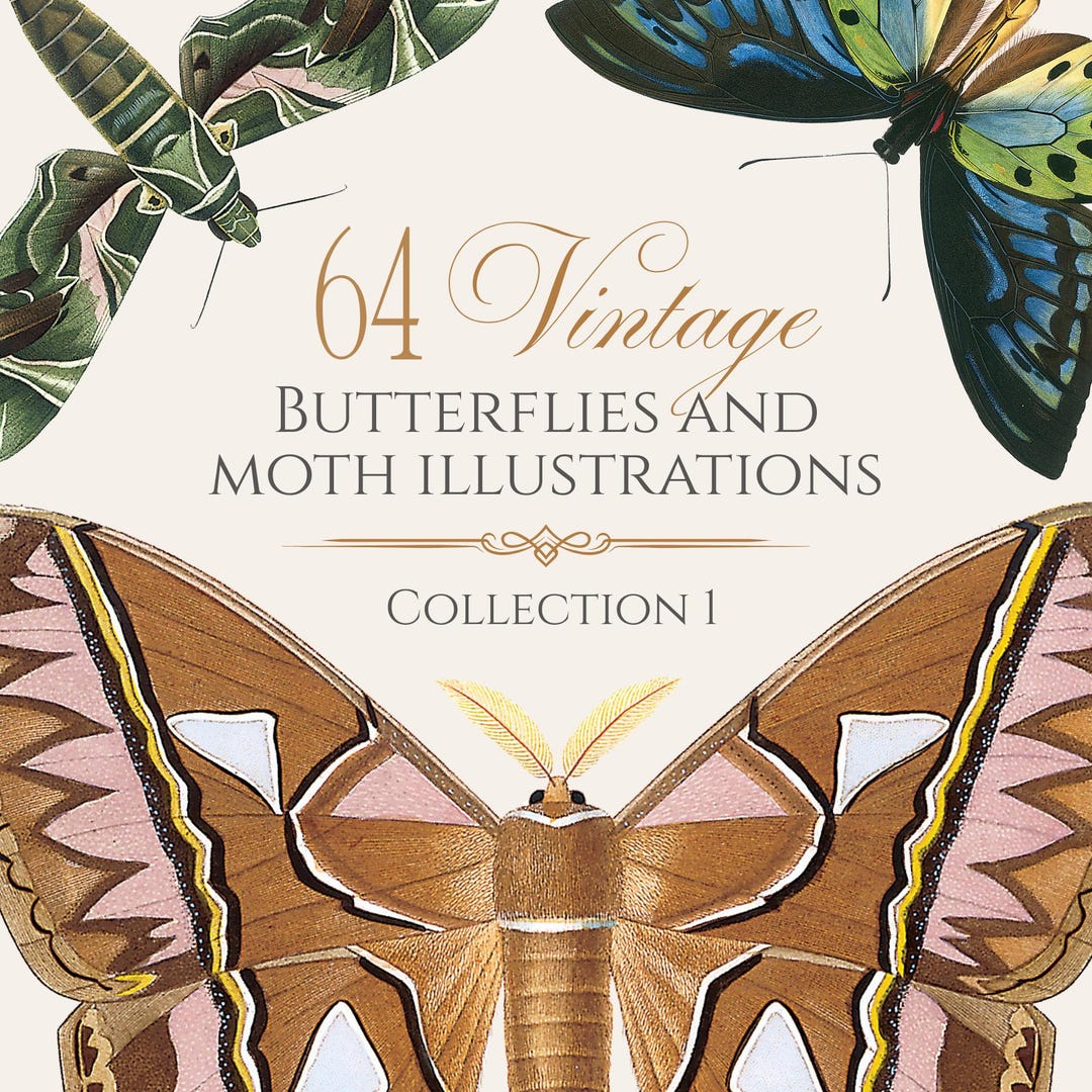 64 Vintage Butterfly Moth Clip Art Illustrations - Collection 1 ...