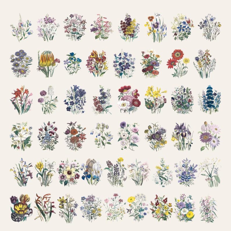 192 Botanical Wildflower Vintage Clip Art Illustrations - Printable ...