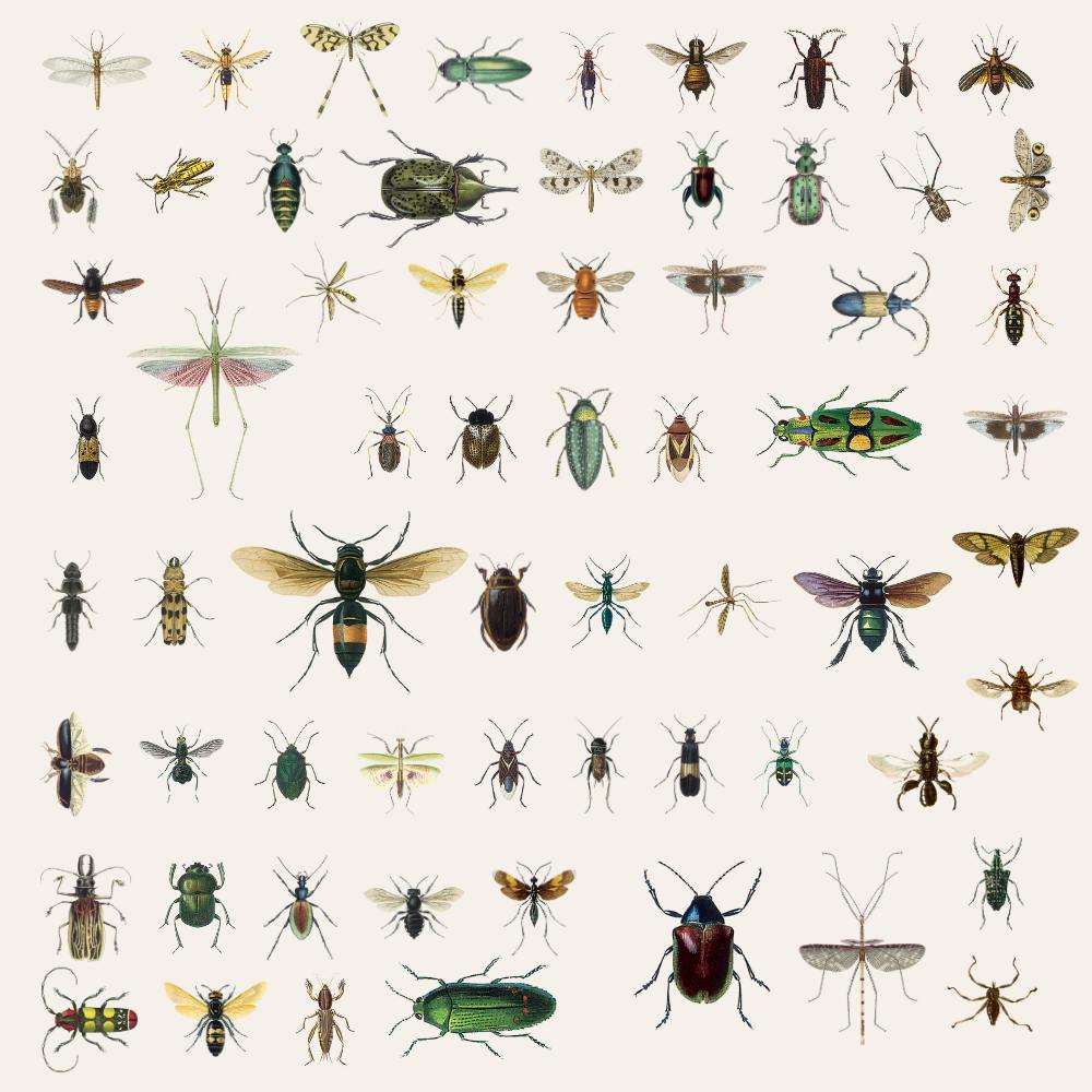 126 Vintage Insect Etymology Clip Art Illustrations - Collection 1 ...