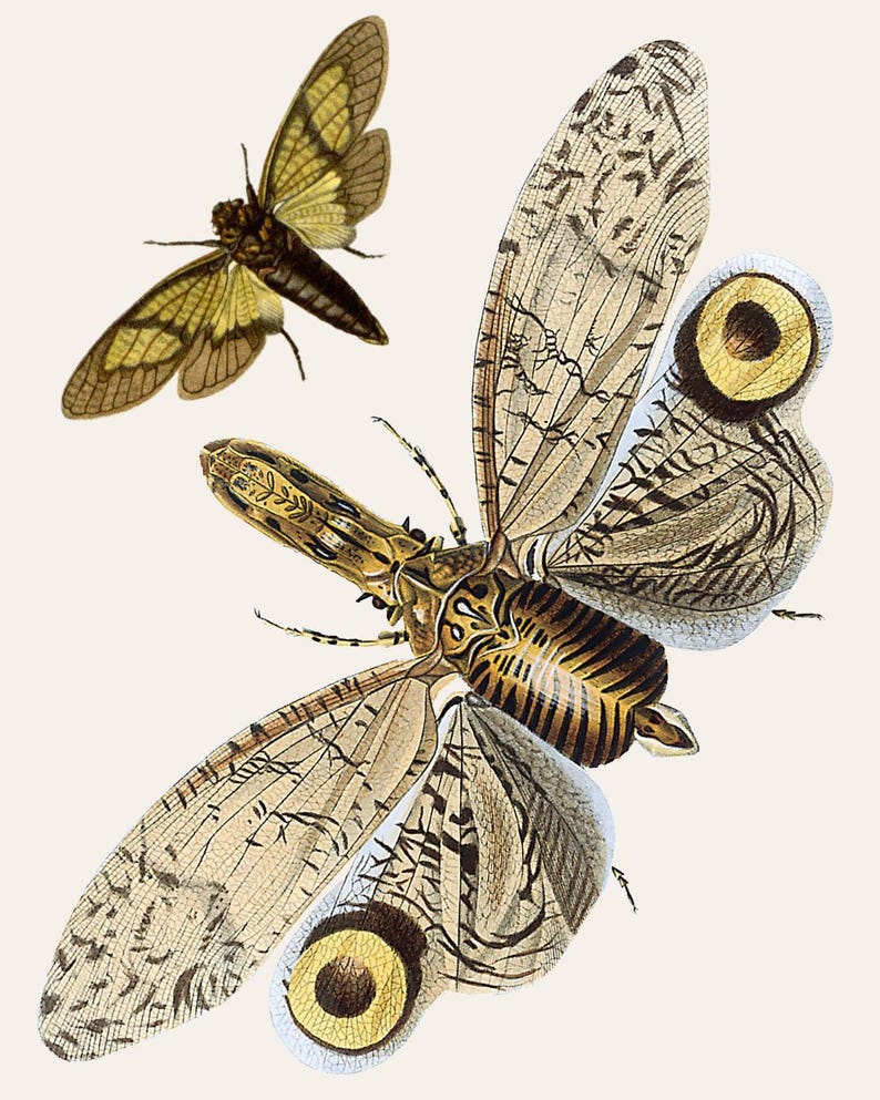 126 Vintage Insect Etymology Clip Art Illustrations - Collection 1 ...