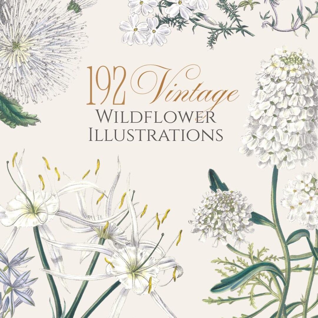192 Botanical Wildflower Vintage Clip Art Illustrations - Printable ...