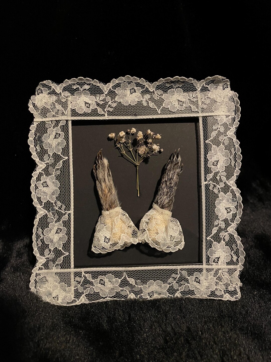 Real Preserved Squirrel Paws Oddity Frame With Lace and Dried Flower ...