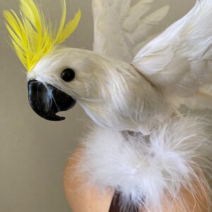 White Feathered Cockatiel or Parrot Headpiece - Etsy