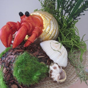 Hermit Crab With Ocean Shells - Etsy