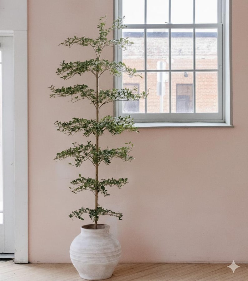 Handcrafted Faux Black Olive Tree 7ft – Shady Lady Indoor Decor Kit - Etsy