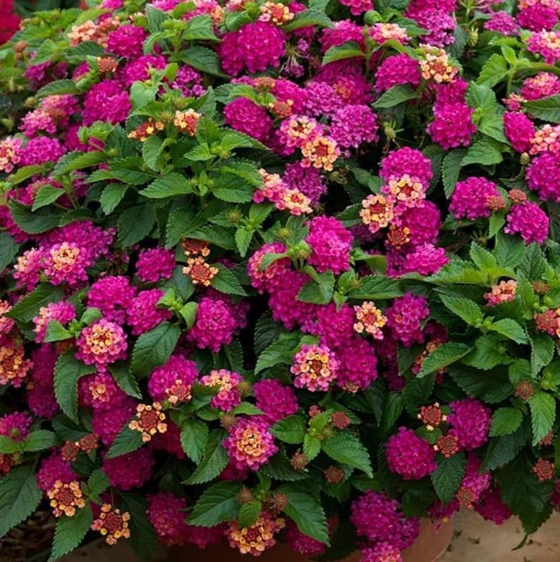 Lantana Pink, Live Starter Plant, Fragrant Pink Flowering Shrub, 3–5 ...